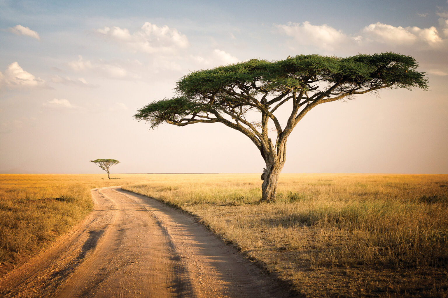 Entity structure – Africa Automotive